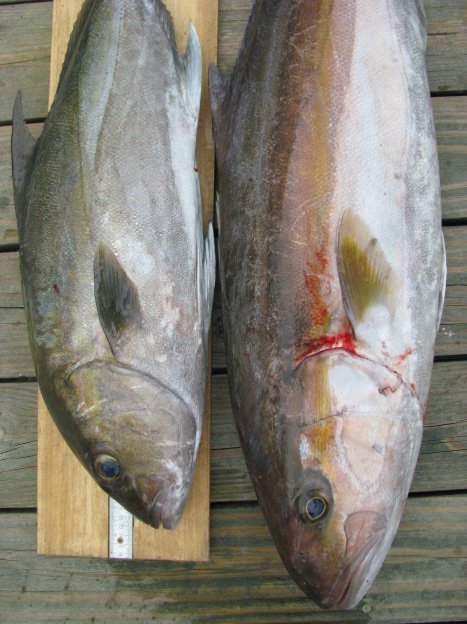 Greater AMberjack – Fishes of North Carolina