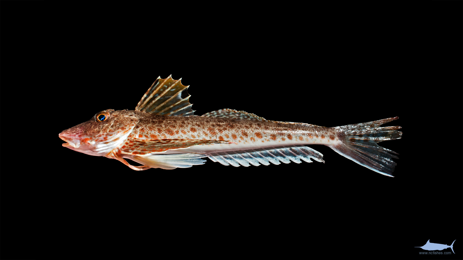 Help ID'ing this fish? myrtle beach, South Carolina : marinebiology