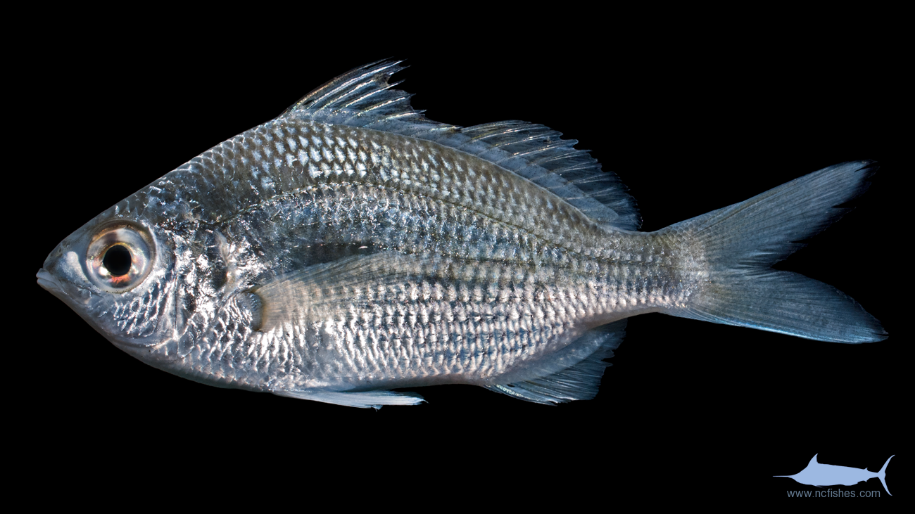 Dockside Fishes of North Carolina – Fishes of North Carolina